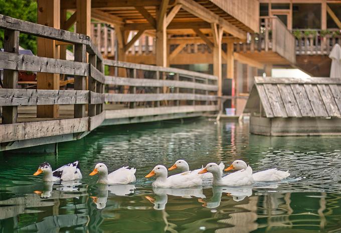 Slovenia Eco Resort **** in Stahovica | HOFER REISEN