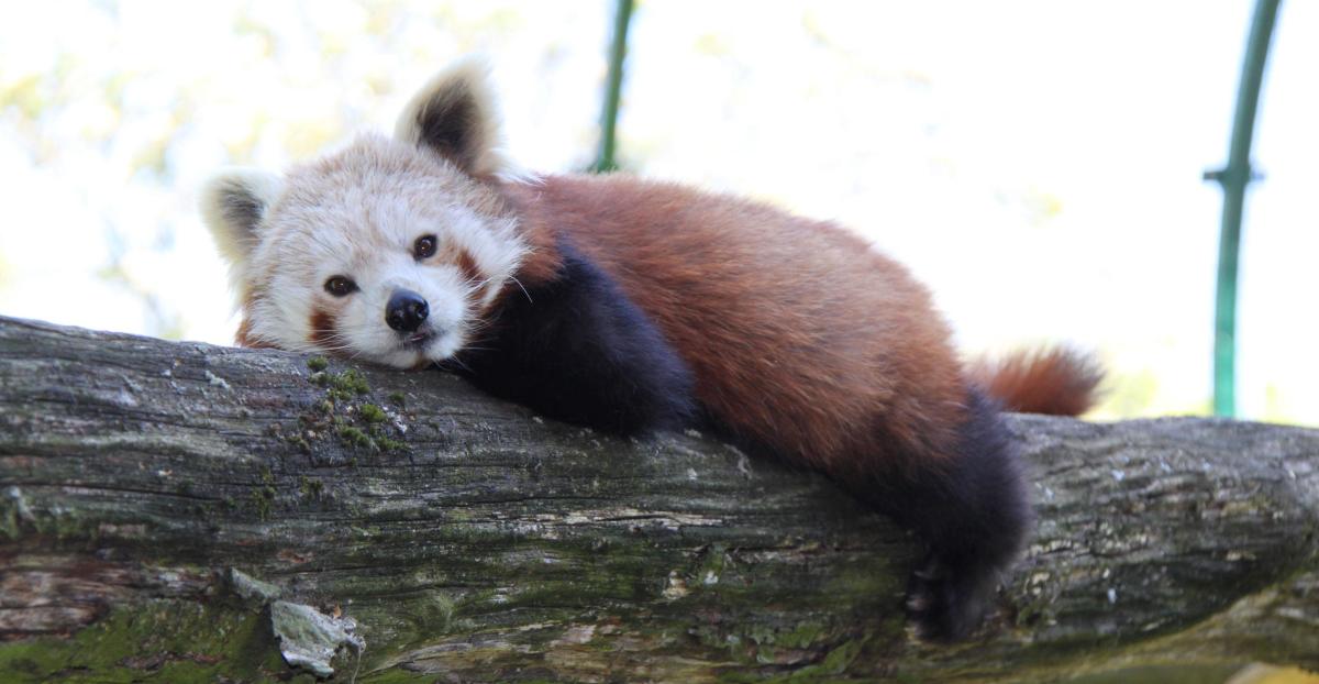 Zoo Linz » Highlights & Angebote für den Linzer Tiergarten | HOFER REISEN